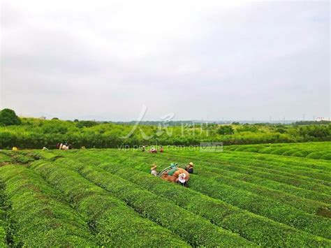 江西南昌茶农战高温 机采夏茶忙 人民图片网