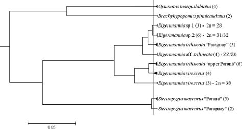 Figure 3 From Zz Z0 The New System Of Sex Chromosomes In Eigenmannia