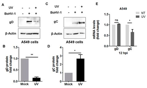 Effects Of UV Induced DDR On The Expression Of Viral Protein GC And GD Download Scientific