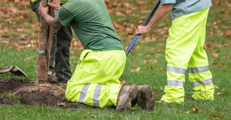 How To Plant A Tree Right Tree Right Place Davey Tree
