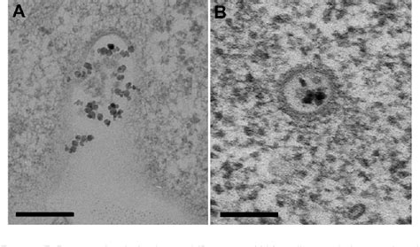 Figure 1 From Visualization Of Internalization Of Functionalized Cobalt Ferrite Nanoparticles