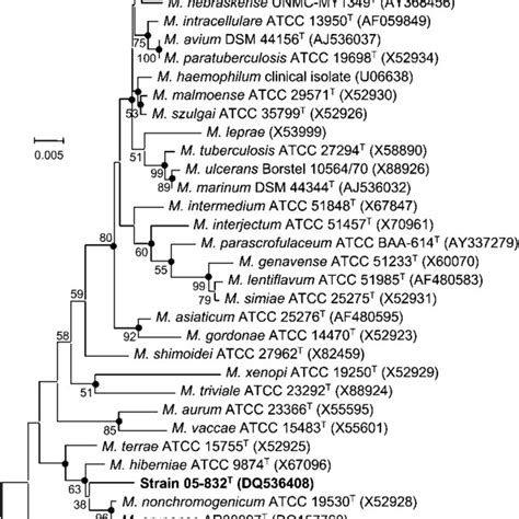 Phylogenetic Relationships Of 05 832 T Among Other Mycobacterium
