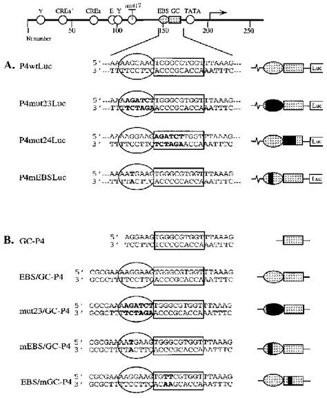 Nucleotide Sequence And Schematic Representation Of P4 Promoter