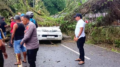 Pohon Tumbang Di Tawiri Ambon Timpa Satu Unit Minibus Pengemudi