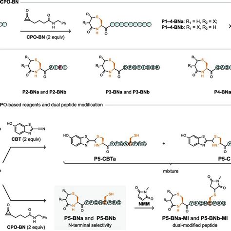 Chemoselective Modification Of 12 Aminothiols On Peptides A