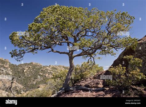 Mexican Pinyon Pinus Cembroides Pine Habit Grows In The Desert