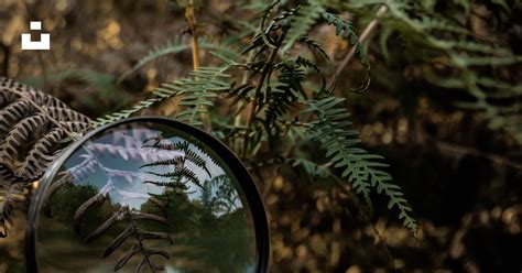 나뭇가지에 있는 지구본 사진 Unsplash의 무료 양치류 이미지