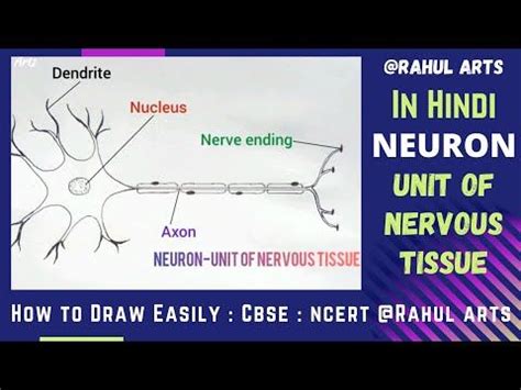 How To Draw Neuron Unit Of Nervous Tissue In Hindi RAHUL Arts YouTube Neurons Biology
