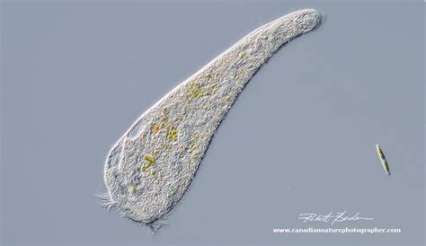 Microorganisms In Pond Water Under Microscope
