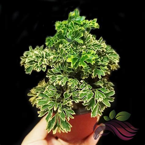 Polyscias Dwarf Variegated Ls Group