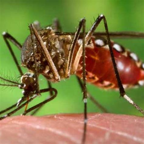 Philippines Dengue Cases 2016 2020 Kaggle