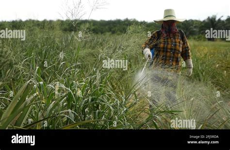 Fertilizer Spraying On Pineapple Farm In Thailand Stock Video Footage
