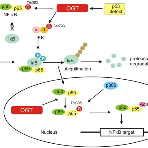Nf κb Activation Is Shown Inactive Nf κb Is Located In The Cytosol Download Scientific