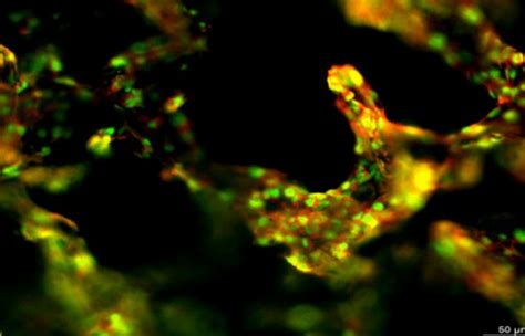 pluripotent stem cell based 3d embryo model creative bioarray