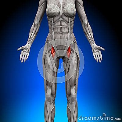 Thighs Female Anatomy Muscles Stock Illustration Image 41041593