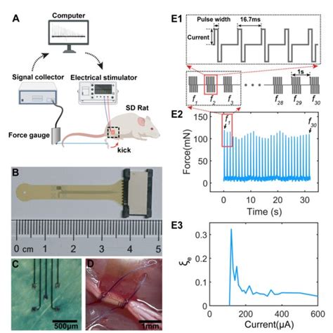 FIGURE The Testing Setup Stimulation Protocol And The Result Sample Download Scientific