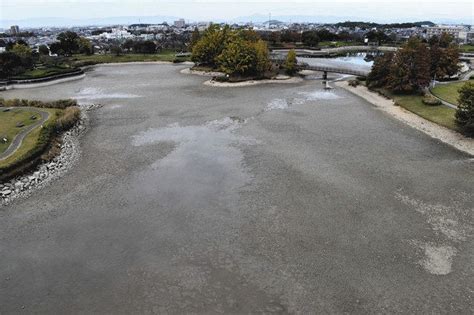 池の水がなくなった 春日井落合公園で池干し中日新聞Web