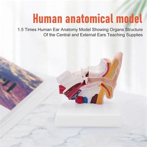 Original Times Human Ear Anatomy Model Showing Organs Structure Of My