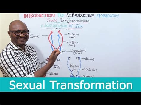 Sex Differentiation Classification Of Sex YouTube