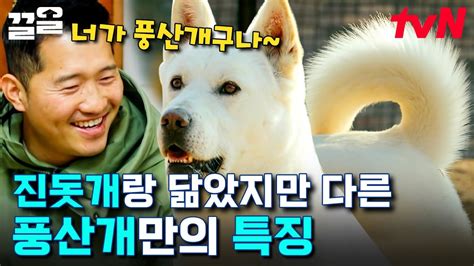 조금 맹한데요 강형욱 피셜 맹 한 견 용철이 매력 덩어리 우리나라 토종견 풍산개 고독한훈련사 YouTube