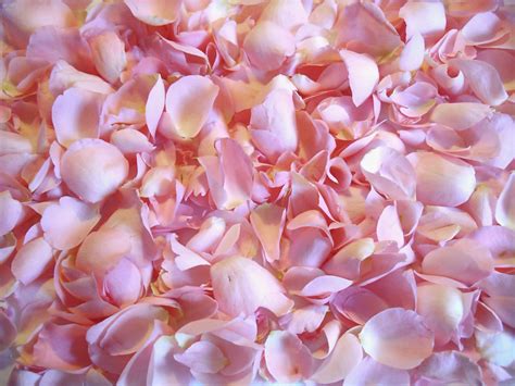 Free Images Nature Branch Blossom Petal Spring Romantic Garden