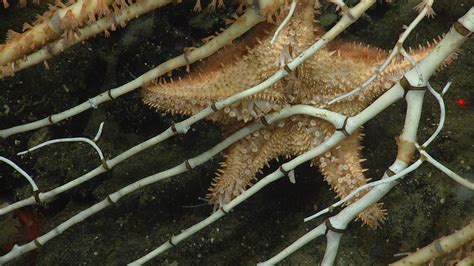 Spiny Star • Mbari