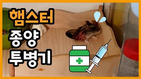 종양 걸린 햄스터 꼬망이 케이지 대청소하는 날 Youtube