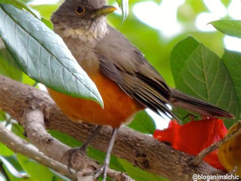 Sabiá Laranjeira Turdus Rufiventris Fotografado Em São Paulo Sp Em Abril 14 Aves Registros