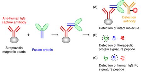 Receptor Binding Assay An Overview Sciencedirect Topics Off