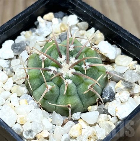 Shpr Gymnocalycium Vatteri Uno Spines