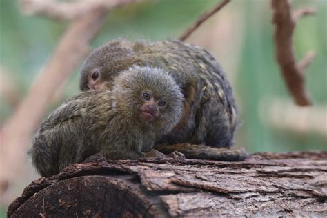 Pygmy Marmoset Cost Pricing Care And Ownership Guide