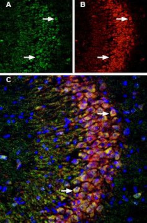 P75 Ngf Receptor Extracellular Polyclonal Antibody Atto™ 550 Ant