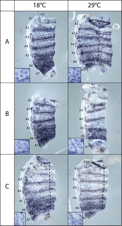 Temperature Modulates The Spatio Temporal Expression Of Y In Female