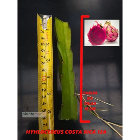 Vendita Online Hylocereus Costa Rica Pitaya Dragon Fruit
