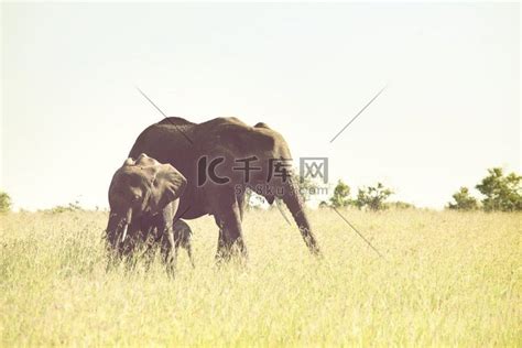 非洲象 Loxodonta Africana 母牛和幼小的小牛在肯尼亚的荒野灌木丛中高清摄影大图 千库网