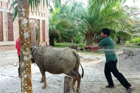 Begini Cara Pemkab Nagan Raya Cegah Penyakit Ngorok Pada Ternak Kerbau