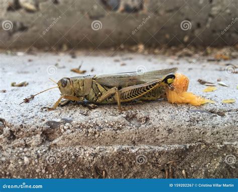 Grasshopper Melanoplus Laying Eggs Stock Image Image Of America