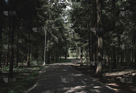 阳光穿过深绿色的森林，照亮了森林的道路。黑暗森林背景。森林的树木。
