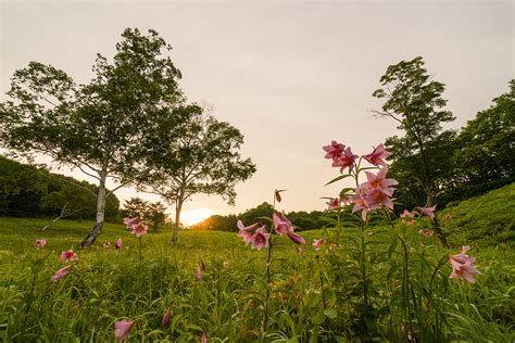 No 17786高清水自然公園ヒメサユリ 南会津町 観光フォトライブラリ 法人教育団体メディアの皆様向けふくしまの旅