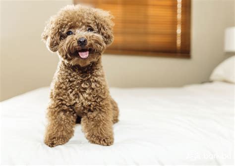 Mi caniche se rasca mucho y no tiene pulgas qué le Barkibu ES
