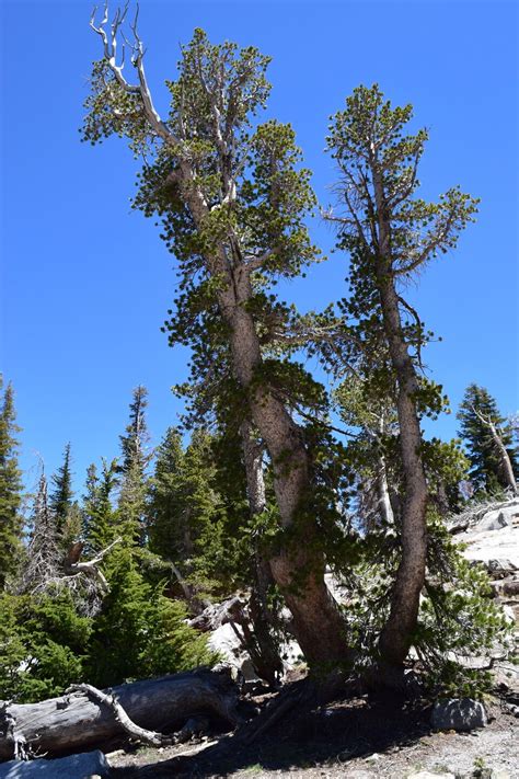 화이트바크 소나무 미국서 멸종위기종 등재
