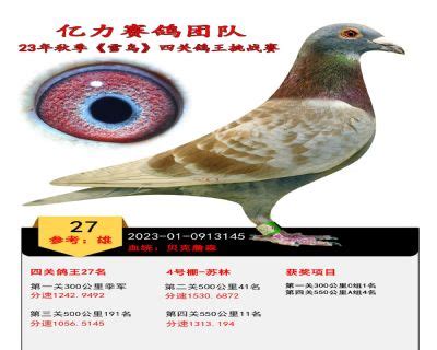 信鸽在线拍卖平台 中国信鸽信息网