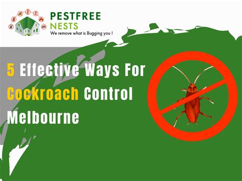 Effective Ways For Cockroach Control Melbourne