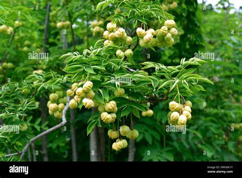 European Bladdernut Staphylea Pinnata Is A Small Tree Native To Central Europe Its Seeds Are
