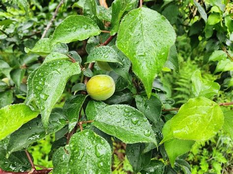 매실수확시기 정확히 알고 주말농장에서 매실나무 키워보아요 네이버 블로그