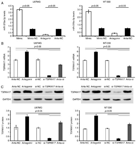 Validation Of Transfection Efficiency Of Mimic Or Antagomir On