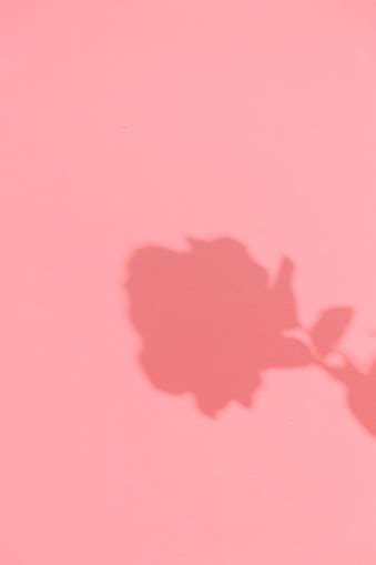 최소한의 미적 정물 흑백 디자인 파스텔 핑크 컬러 트렌드 장미 꽃 그림자 0명에 대한 스톡 사진 및 기타 이미지 0명