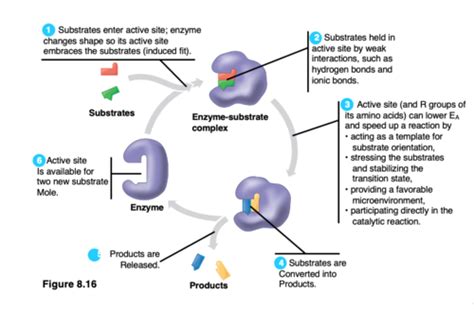 Ch 2 Cellular Metabolism Flashcards Quizlet