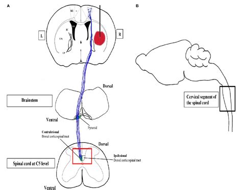 Corticospinal Tract Spinal Cord