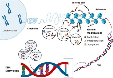 The Epigenome The Epigenome Comprises Of Chromatin A Download